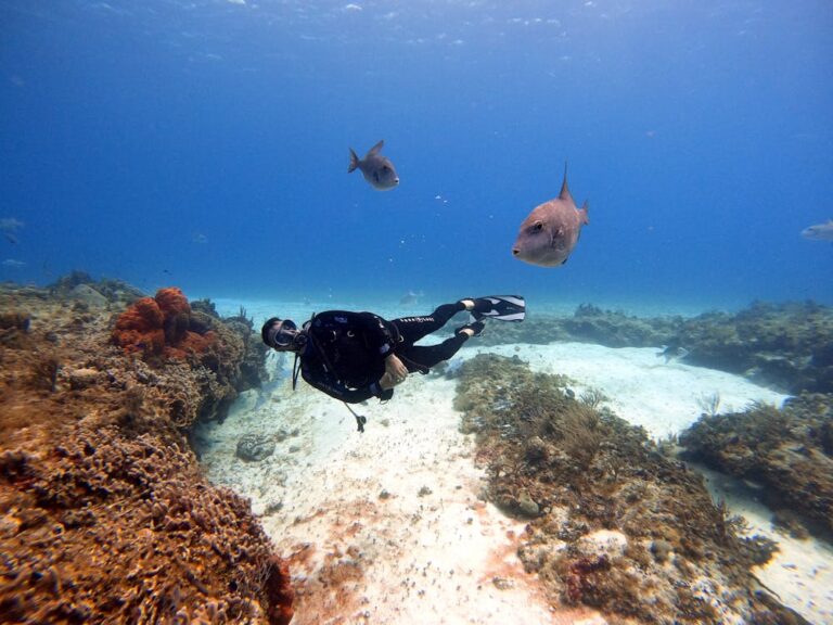 Freediving Safety Questions Answered by Experts | Vanguard